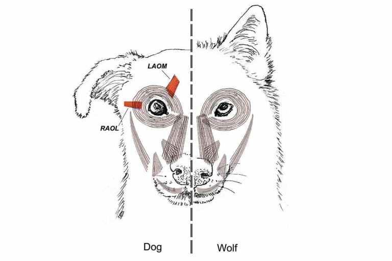 dog-eye-muscle – Department of Consumer Affairs